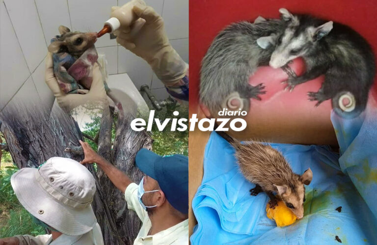 Rabipelados bebé fueron rescatados por proteccionistas y el Minec ...